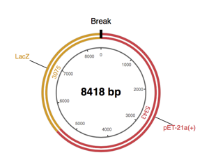NEBridge Golden Gate